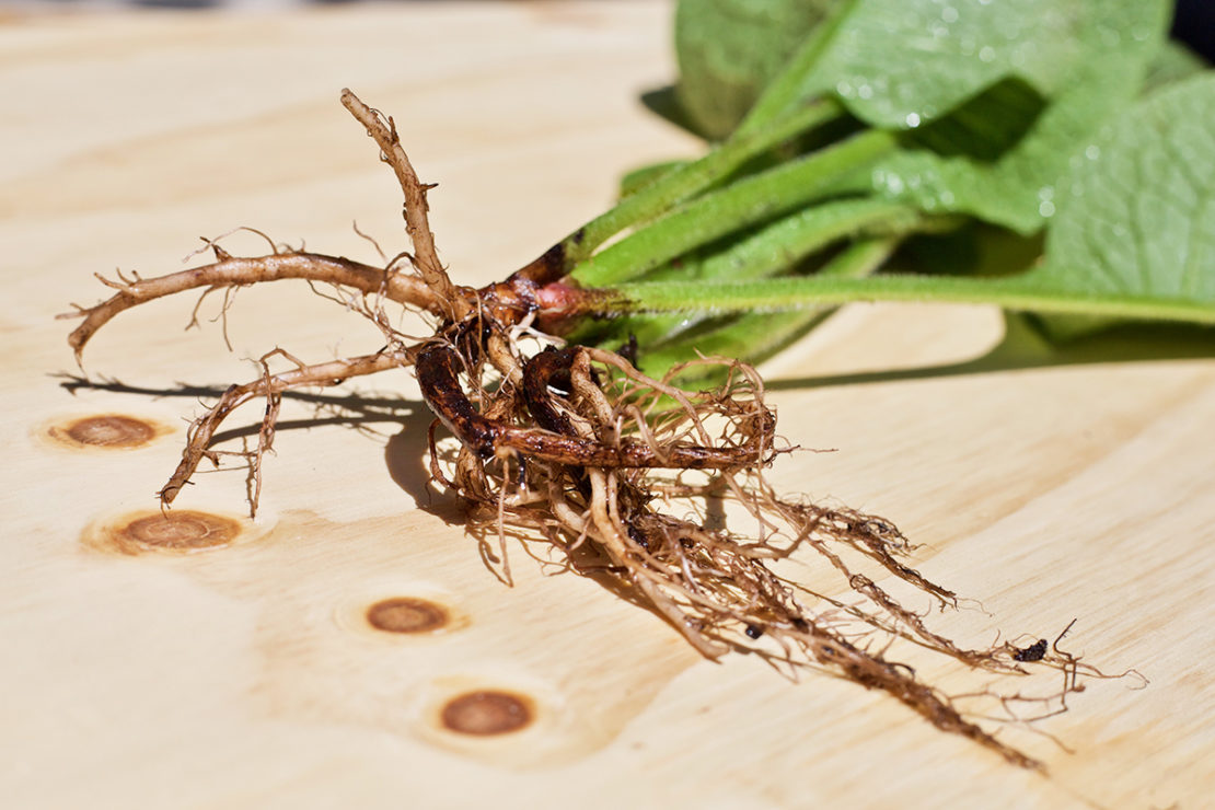 Can And Should One Use Comfrey Internally? | Herbal Academy