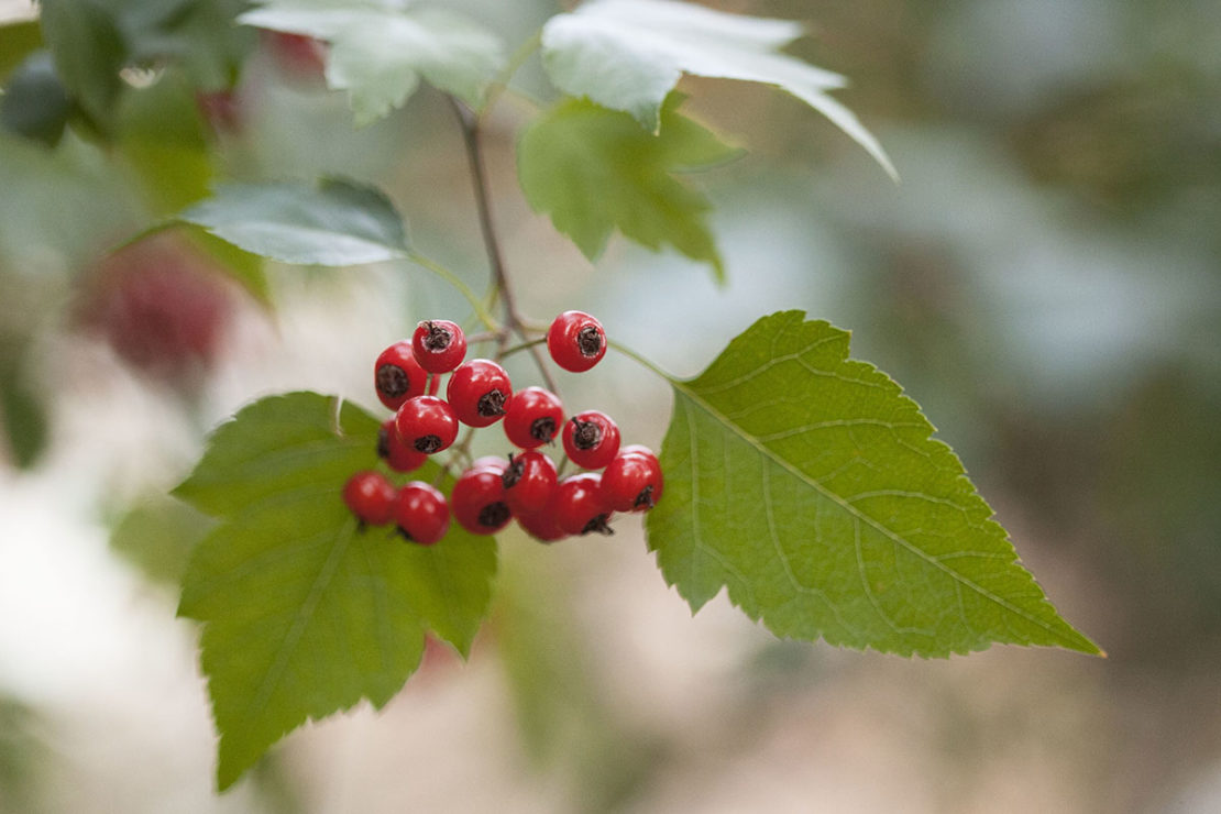 The History, Mythology, and Offerings of Hawthorn