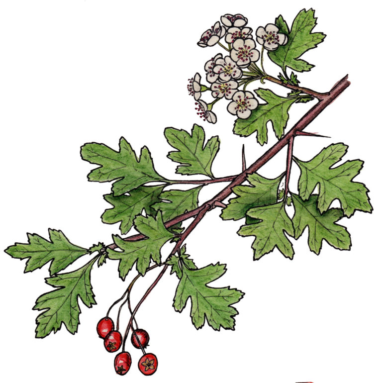 The History, Mythology, and Offerings of Hawthorn