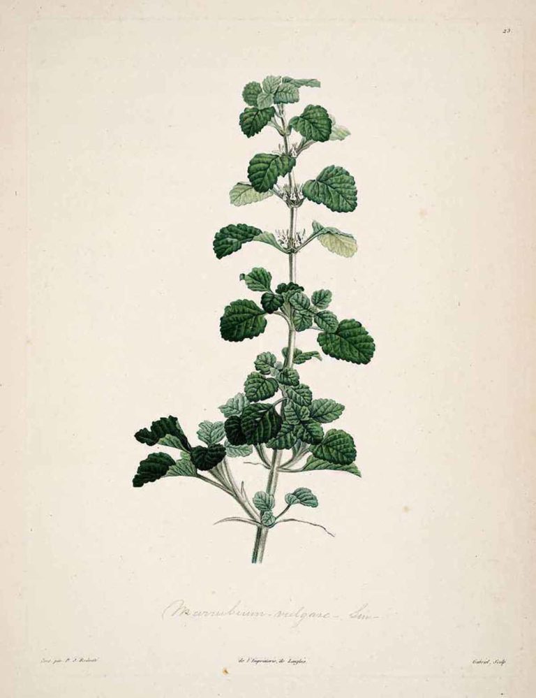 Reviving Horehound: 6 Ways You Can Use This Traditional Herb