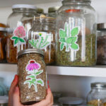 Herbal Sticker Sets – Herbal Academy