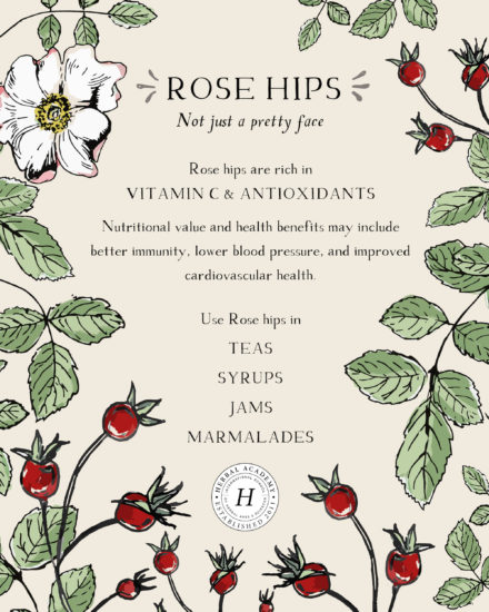 Rose Hips: The Floral Superfood! – Herbal Academy