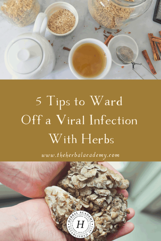 5 Tips to Help Ward Off and Manage Viral Illness With Herbs