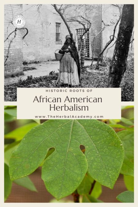 Roots of African American Herbalism: Herbal Use by Enslaved Africans