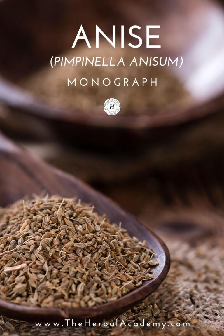 Anise Monograph: Pimpinella Anisum – Herbal Academy