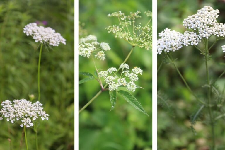 Queen Anne’s Lace Part I: Folklore and Identification – Herbal Academy