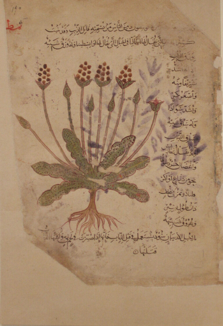 De Materia Medica: The Ancient Text that Changed the World – Herbal Academy