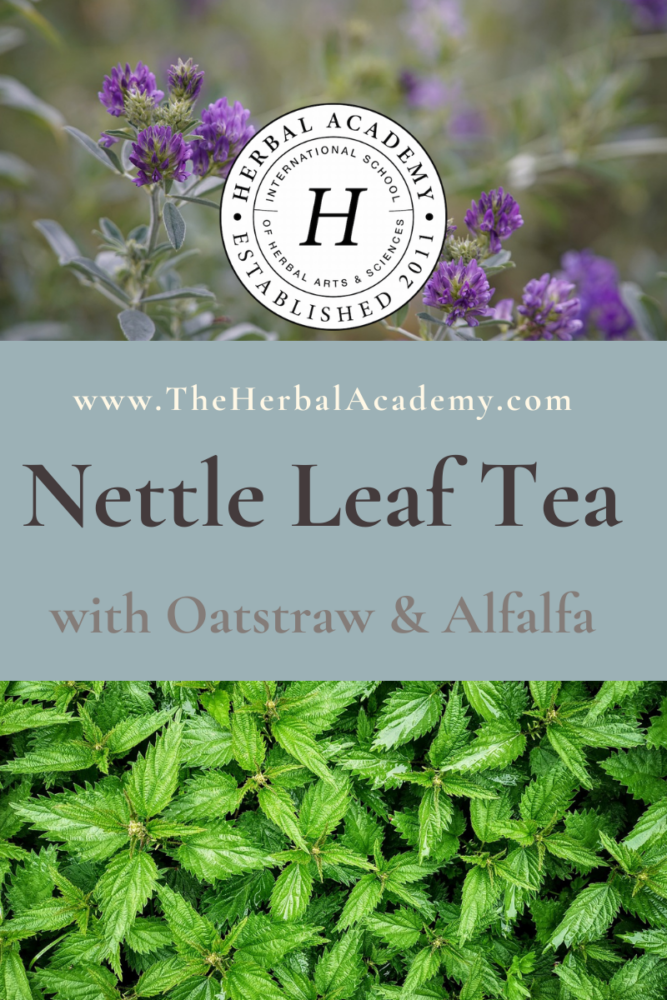 Nettle Leaf Nursing Tea with Oatstraw and Alfalfa – Herbal Academy
