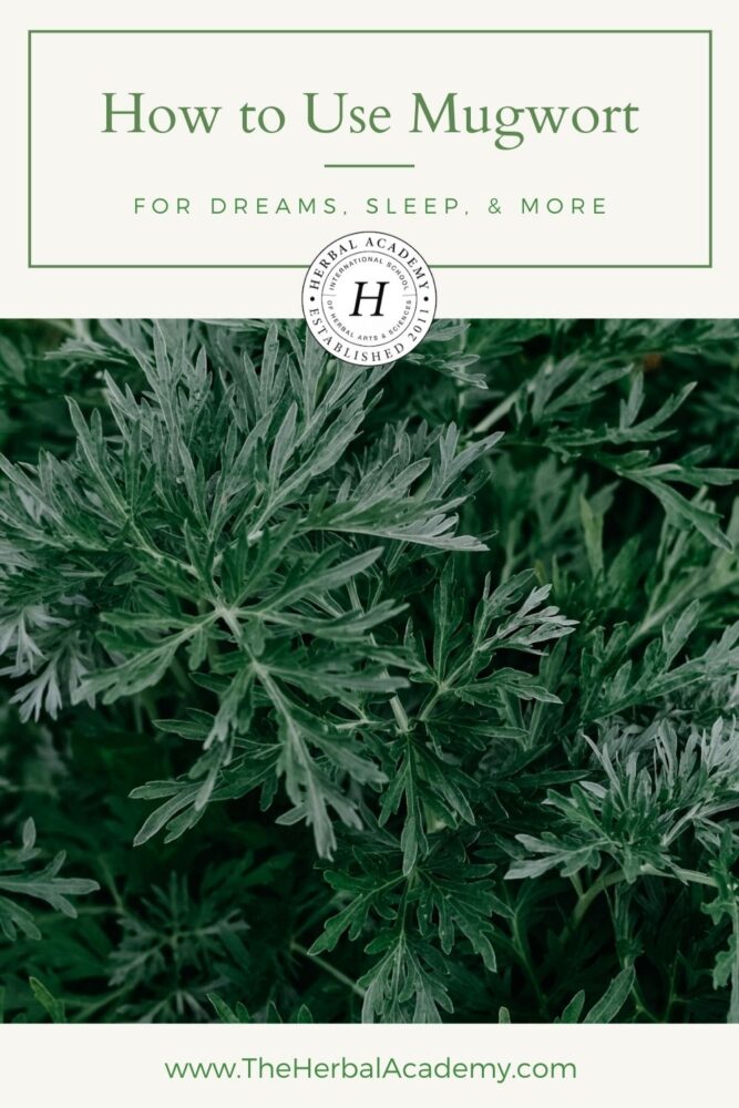 How to Use Mugwort for Dreams, Sleep, and More – Herbal Academy