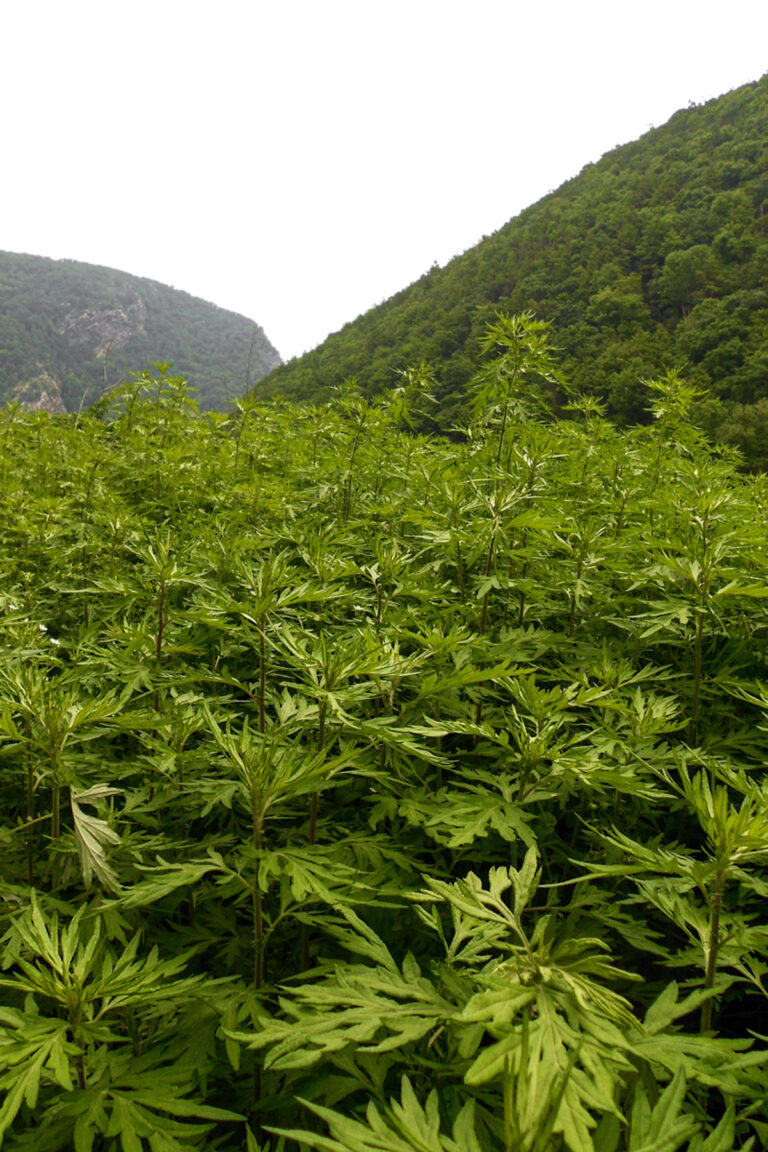 How to Use Mugwort for Dreams, Sleep, and More – Herbal Academy