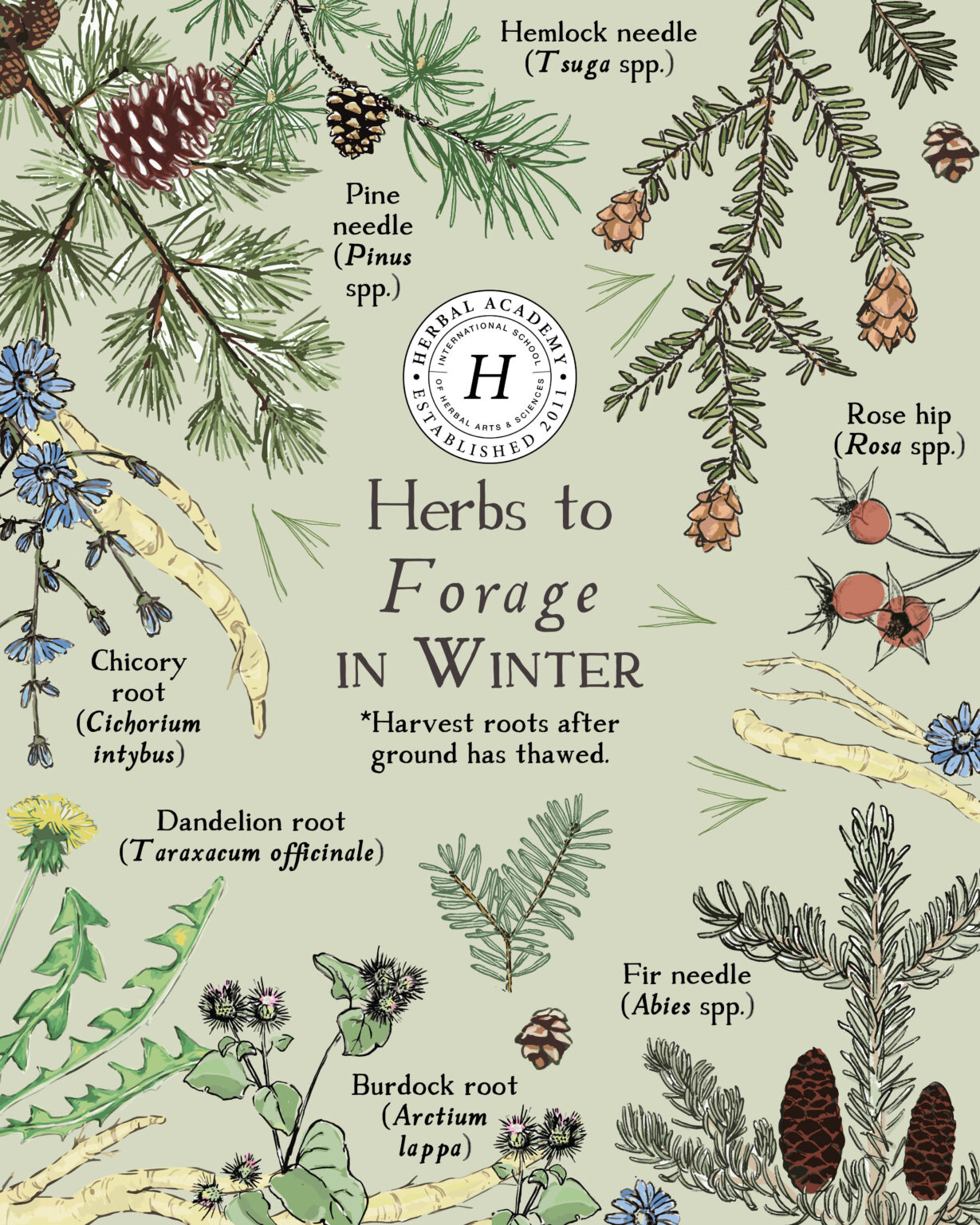 Your Guide to Winter Foraging – Herbal Academy