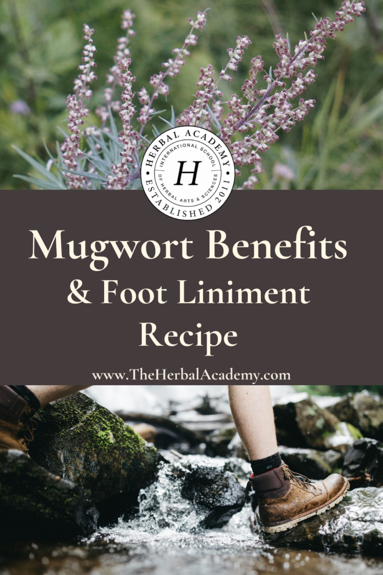 Mugwort Benefits & An Herbal Liniment Recipe – Herbal Academy