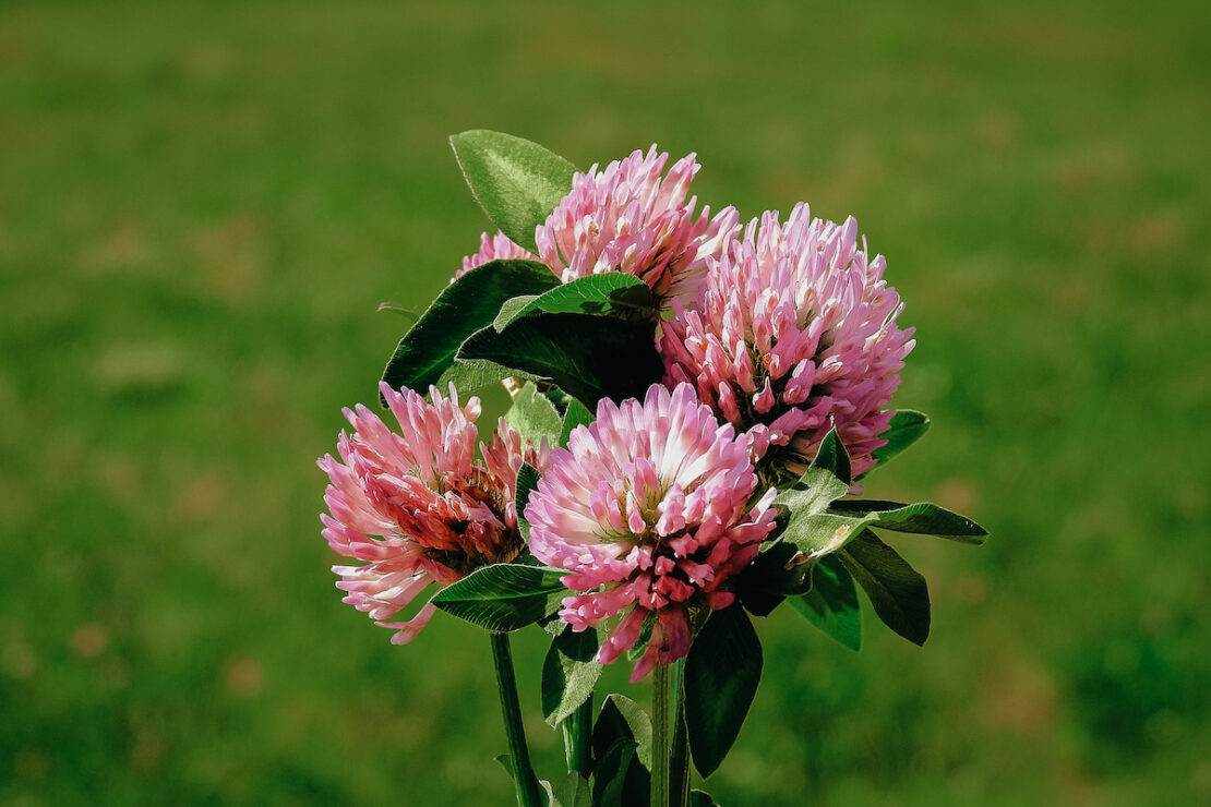 To Pot or Plot: The Advantages of Container Gardening – Herbal Academy