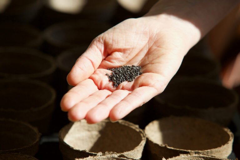 Seed Scarification: What Herb Gardeners Need to Know – Herbal Academy