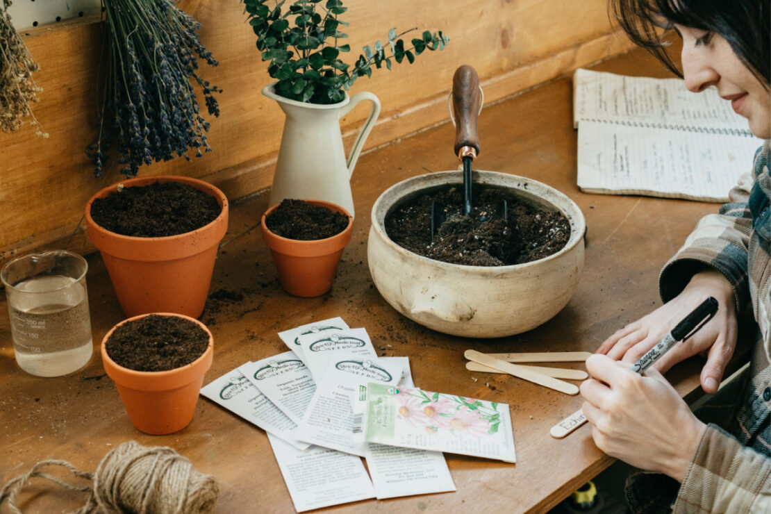 How to Grow Echinacea – Herbal Academy