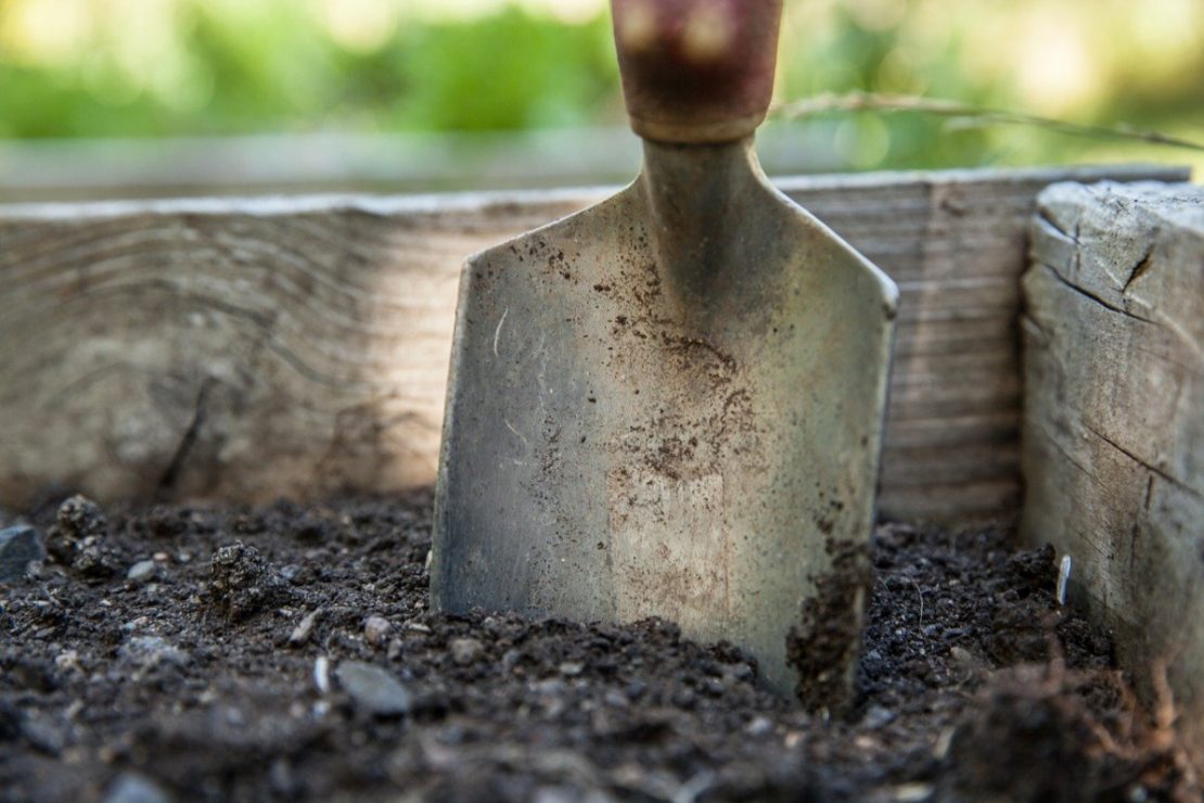 Vining Herbs: Take Gardening to New Heights – Herbal Academy