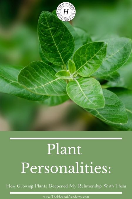 Plant Personalities: How Growing Plants Deepened My Relationship With ...