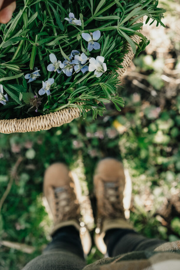 The Foraging Course – Herbal Academy