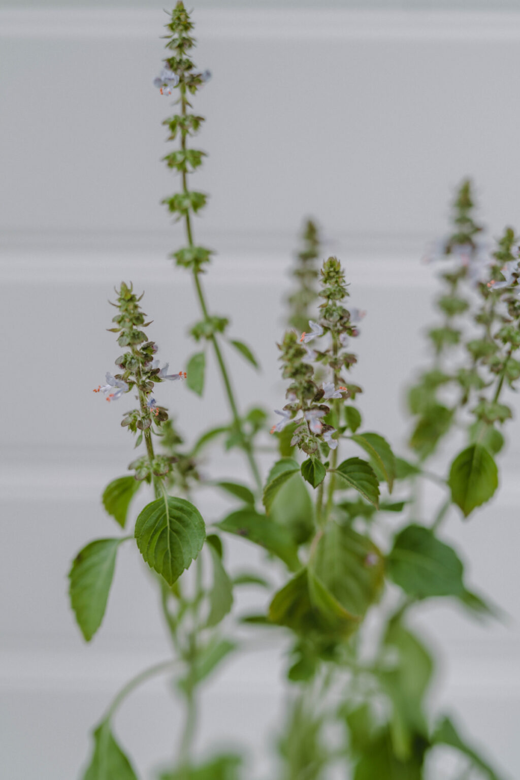 Holy Basil-Peach Drink to Beat the Heat – Herbal Academy
