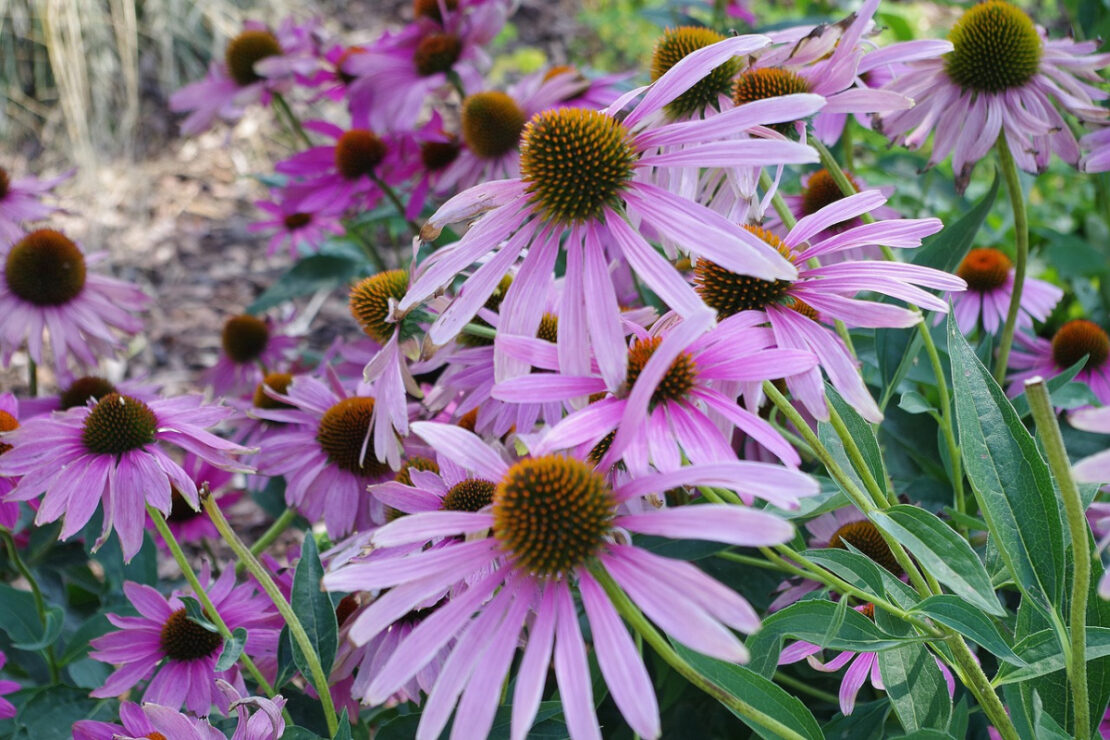 Deep Breath Osha and Echinacea Syrup Recipe – Herbal Academy