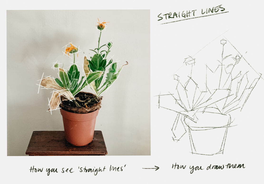 Botanical Drawing for Herbalists Course – Herbal Academy