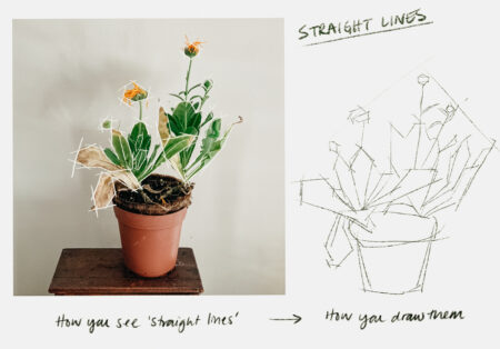 Botanical Drawing for Herbalists Course – Herbal Academy