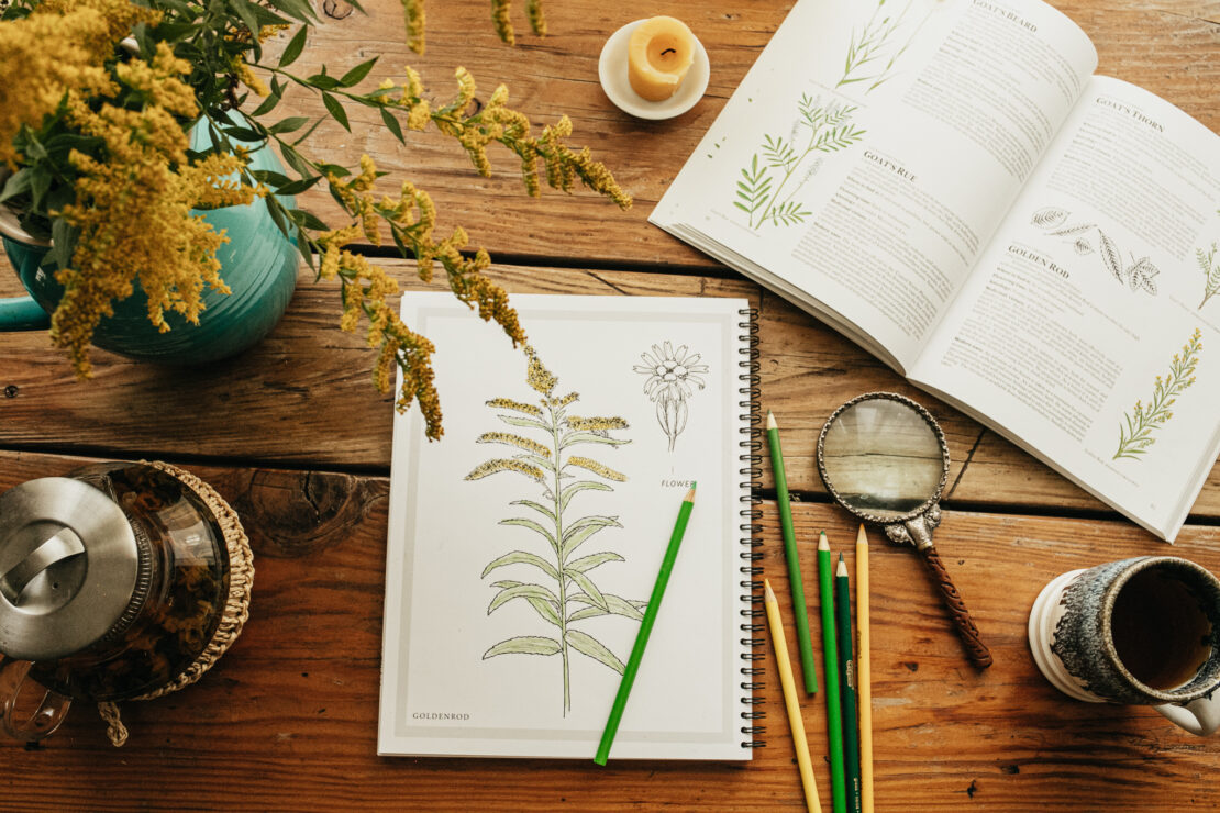 Botanical Drawing for Herbalists Course – Herbal Academy