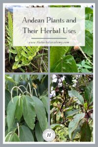 Andean Plants and Their Herbal Uses – Herbal Academy