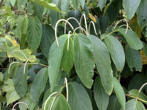 Andean Plants and Their Herbal Uses – Herbal Academy