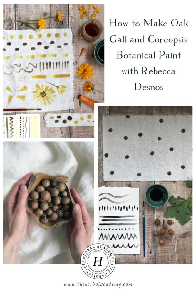 How to Make Oak Gall and Coreopsis Botanical Paint with Rebecca Desnos ...