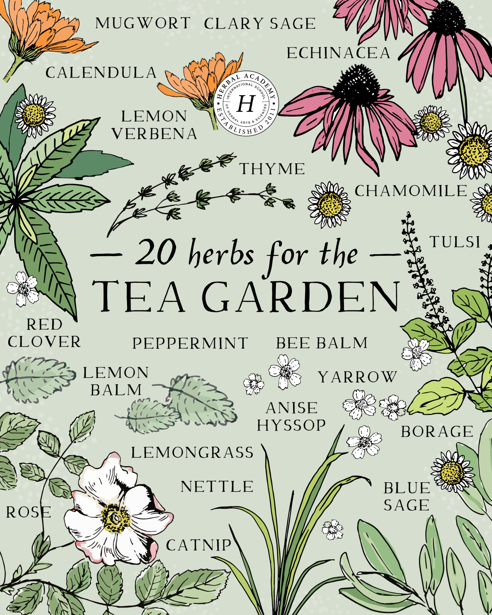 How to Grow Your Own Tea Garden + Helpful Harvesting Tips – Herbal Academy
