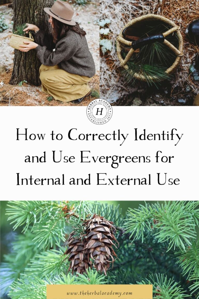 How to Correctly Identify and Use Evergreens for Internal and External ...
