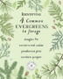 How to Correctly Identify and Use Evergreens for Internal and External ...