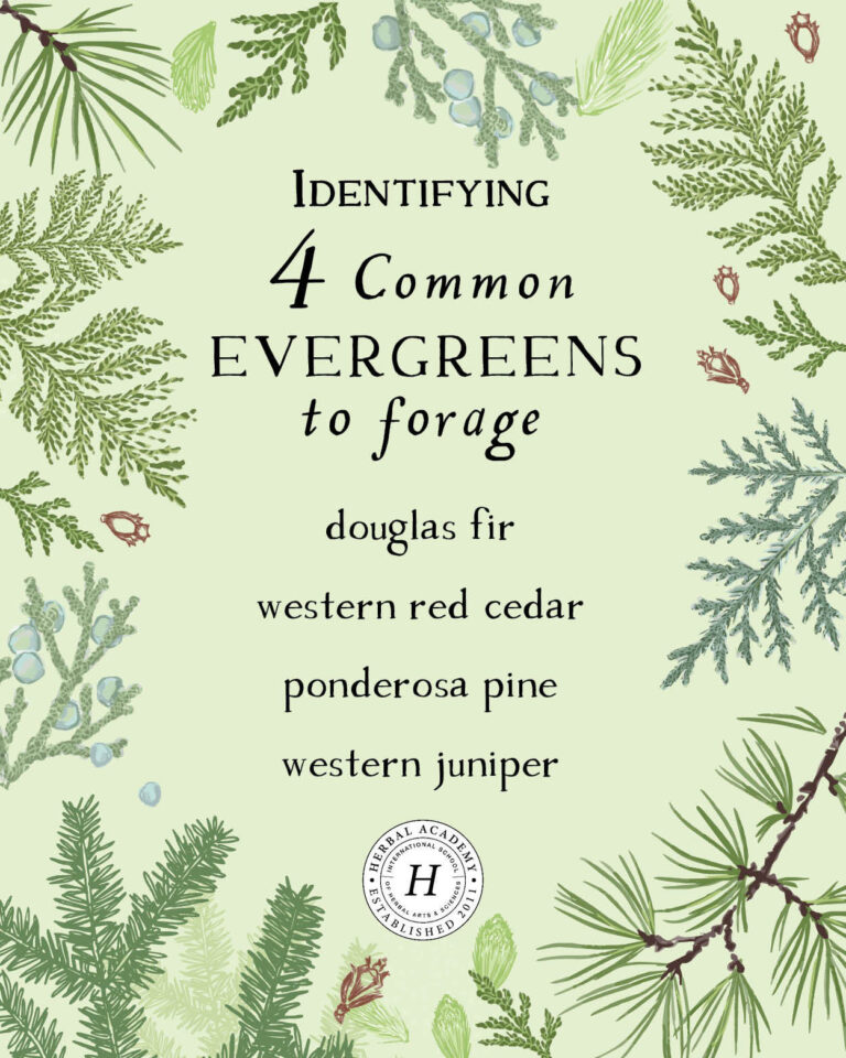 How to Correctly Identify and Use Evergreens for Internal and External ...