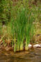 DIY Pickled Cattail Shoots – Herbal Academy