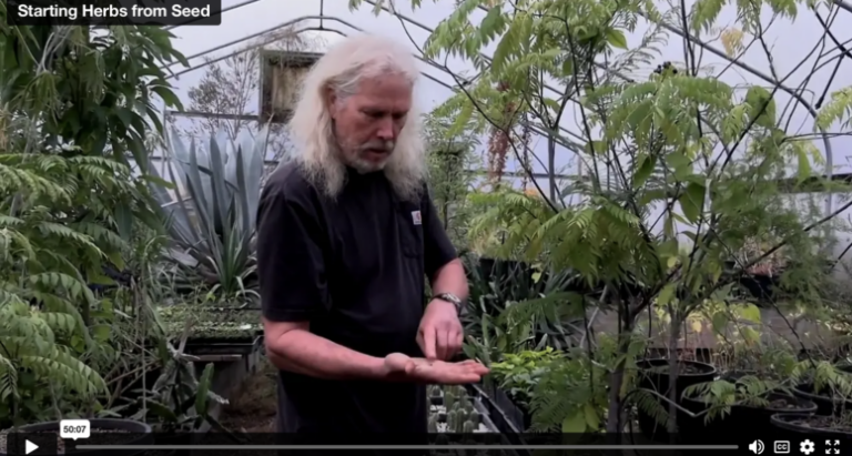 Starting Herbs From Seed – Herbal Academy