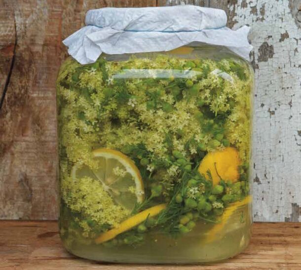 How to Make a Cold-Infused Wild Soda – Herbal Academy