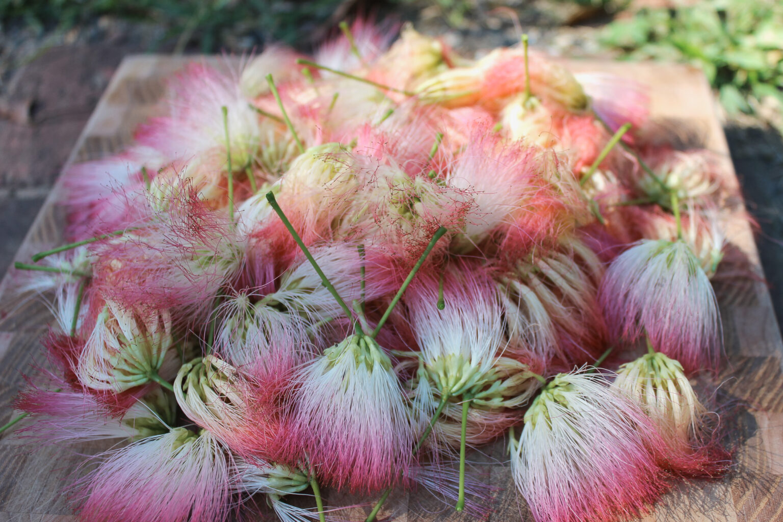 An Herbal Cheers With Mimi’s Mimosa Mimosa Recipe Featuring Mimosa ...