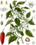 The Herbal Kitchen: Paprika – Herbal Academy