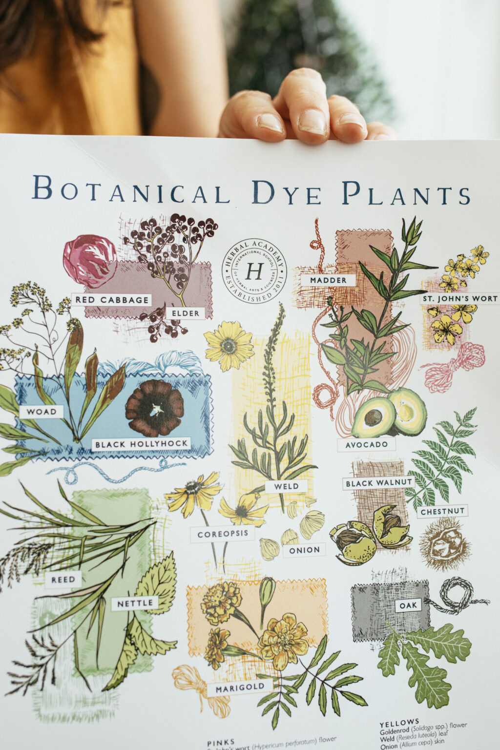 Botanical Dye Plants Poster – Herbal Academy