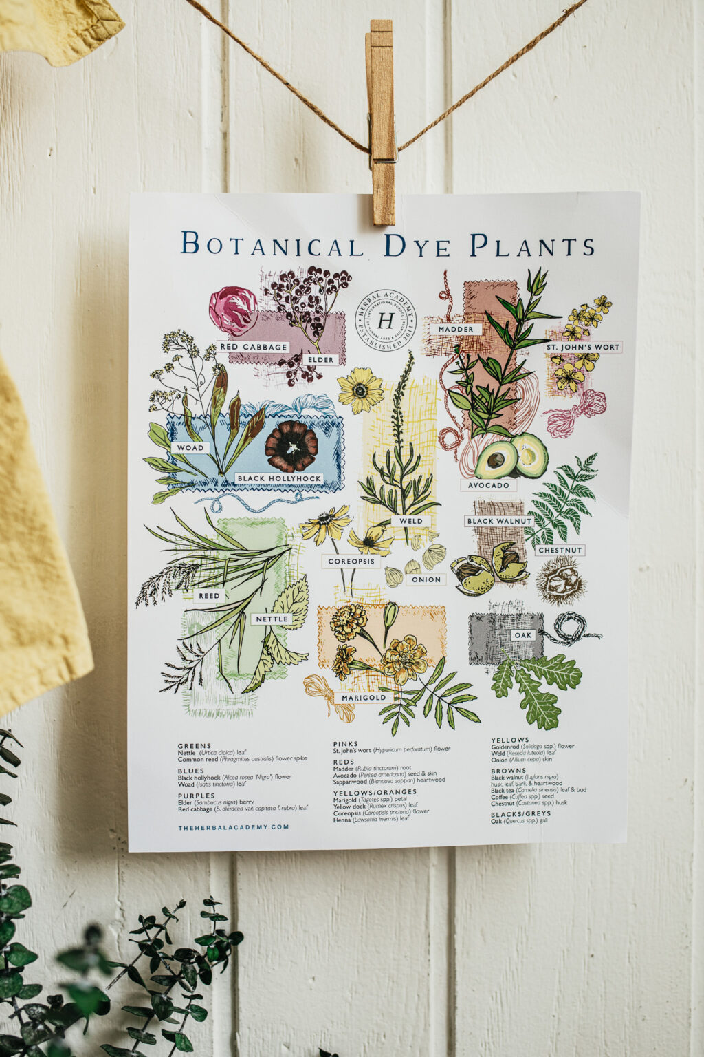 Botanical Dye Plants Poster – Herbal Academy
