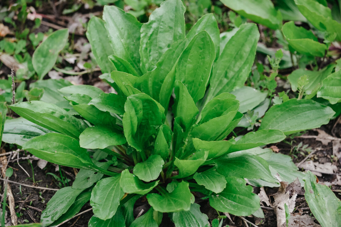 Discover Herbs That Grow in City Spaces and Learn Whether You Can ...