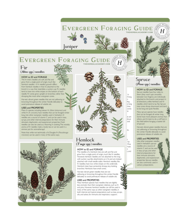 Download Evergreen Foraging Guide – Herbal Academy