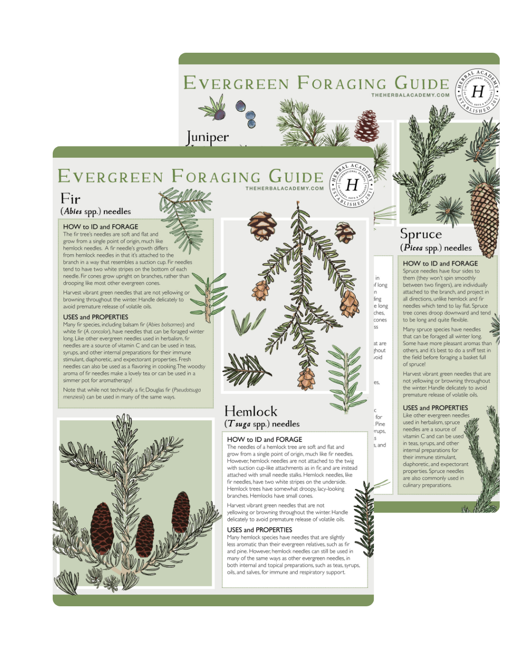Download Evergreen Foraging Guide – Herbal Academy