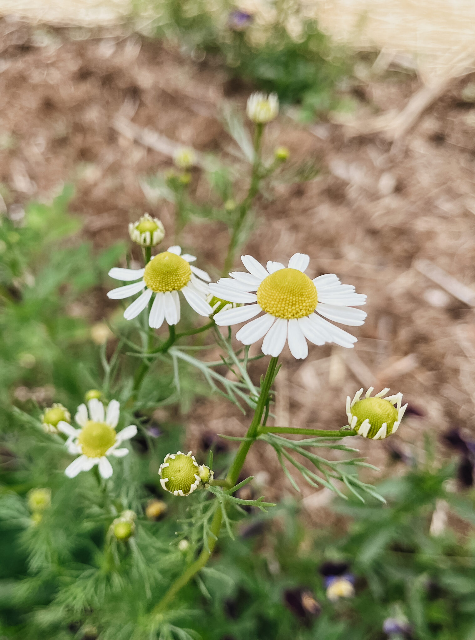 An Herbal Headache Tea Recipe to Soothe Your Mind – Herbal Academy