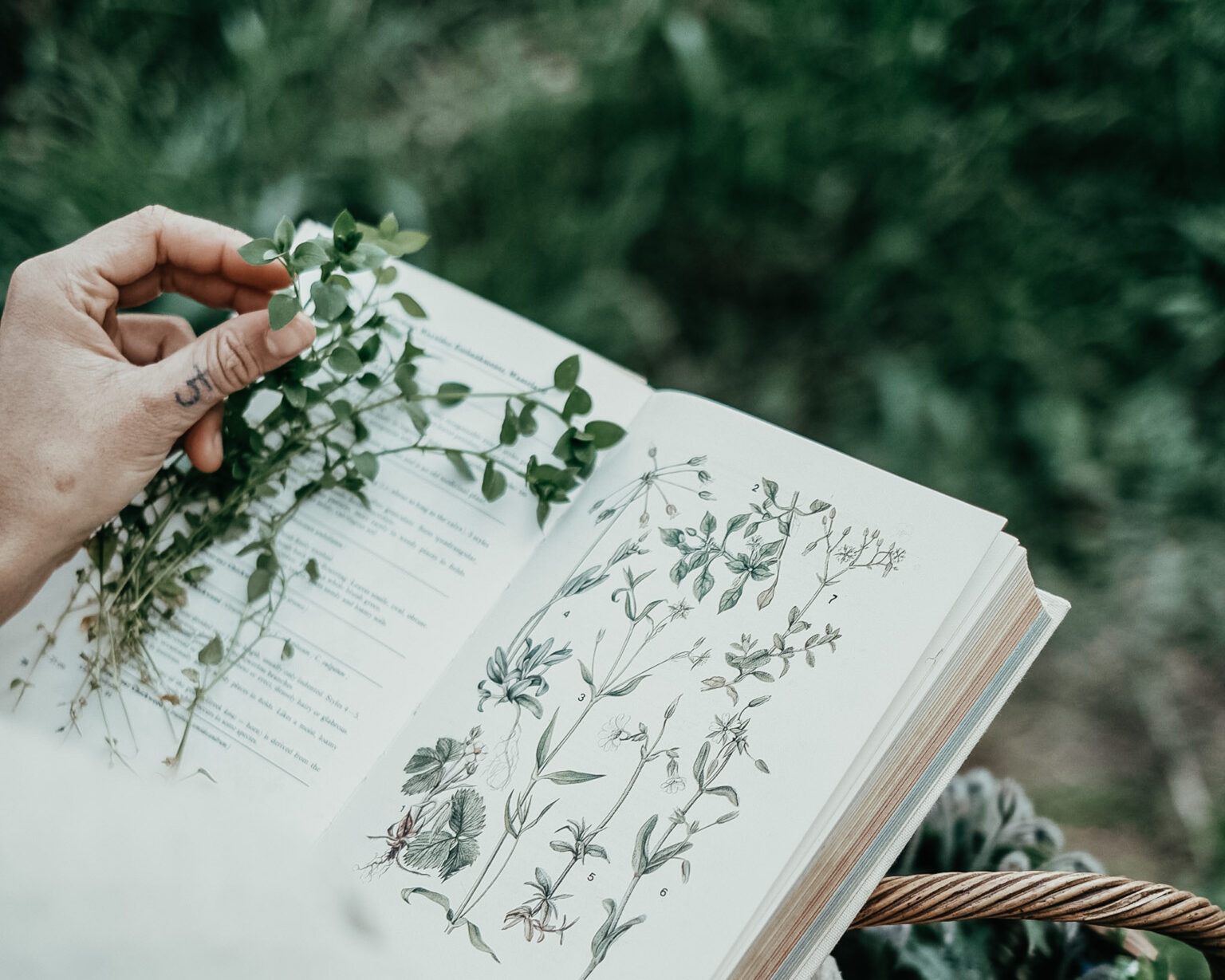 The Foraging Bundle – Herbal Academy