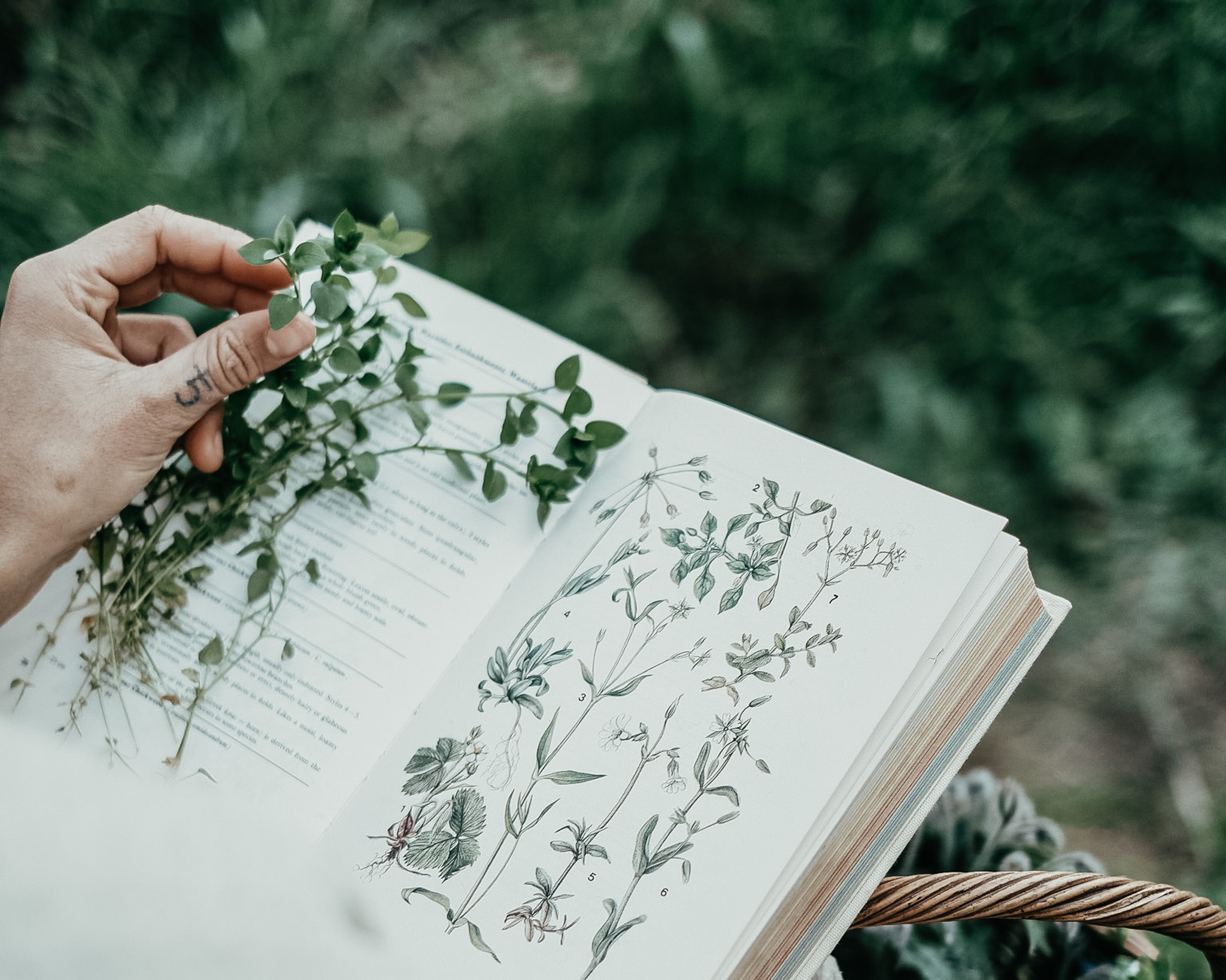 The Foraging Bundle – Herbal Academy