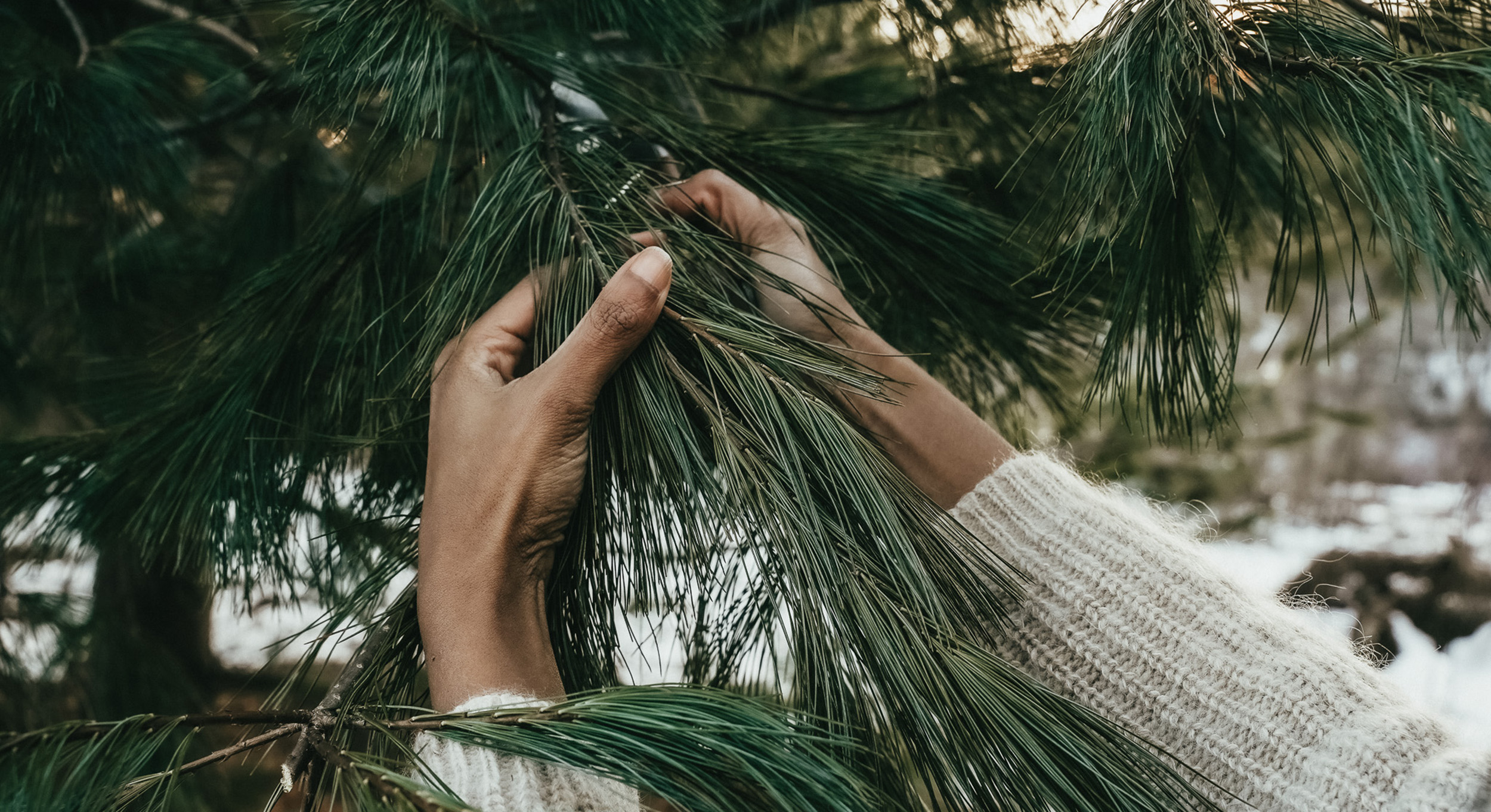 Get Evergreen Foraging Guide – Herbal Academy