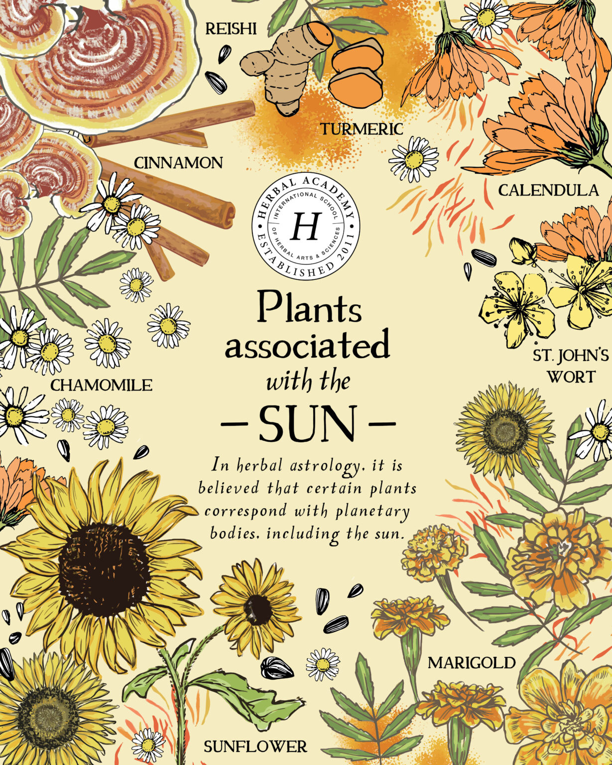 Let's Celebrate These 8 Plants That Are Associated With the Sun ...
