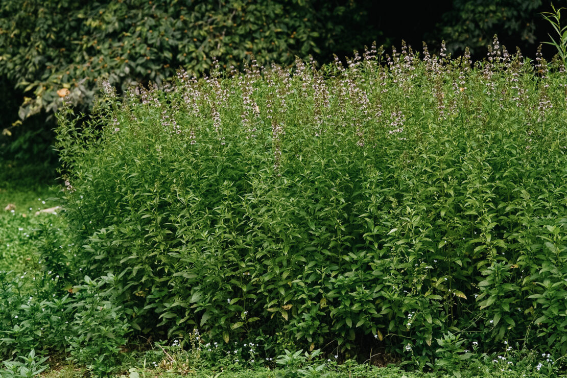 3 Supportive Uses for Peppermint You Need to Know – Herbal Academy